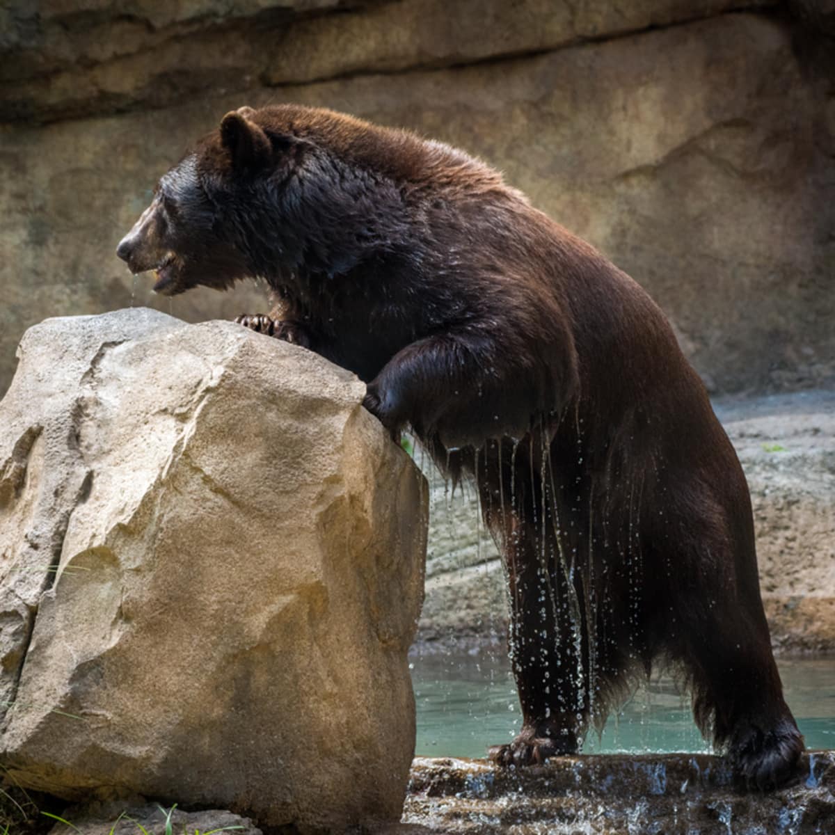 Houston Zoo unveils sprawling new habitat for adorable black bear duo ... Houston Zoo unveils sprawling new habitat for adorable black bear duo ...