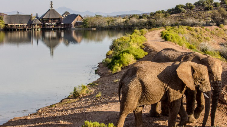 Buffelsdrift Game Lodge - Premier Holidays
