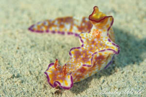 テヌウニシキウミウシ Ceratosoma tenue 世界のウミウシ