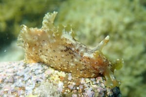 アメフラシ属 Genus Aplysia 世界のウミウシ