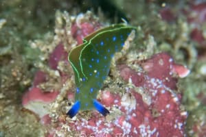 アオボシミドリガイ Elysia sp 2 世界のウミウシ