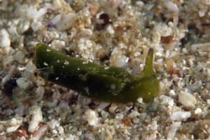 アオボシミドリガイ Elysia sp 2 世界のウミウシ