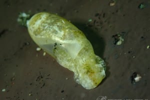 カイコガイダマシ Liloa porcellana 世界のウミウシ
