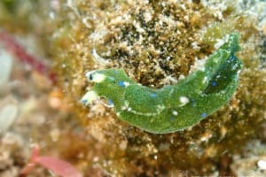 アオボシミドリガイ Elysia sp 2 世界のウミウシ