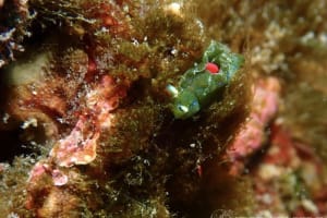 アオボシミドリガイ Elysia sp 2 世界のウミウシ