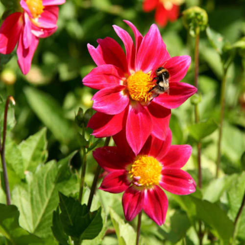 Node Js How To Crop Image After Upload Cloudinary Stack Overflow