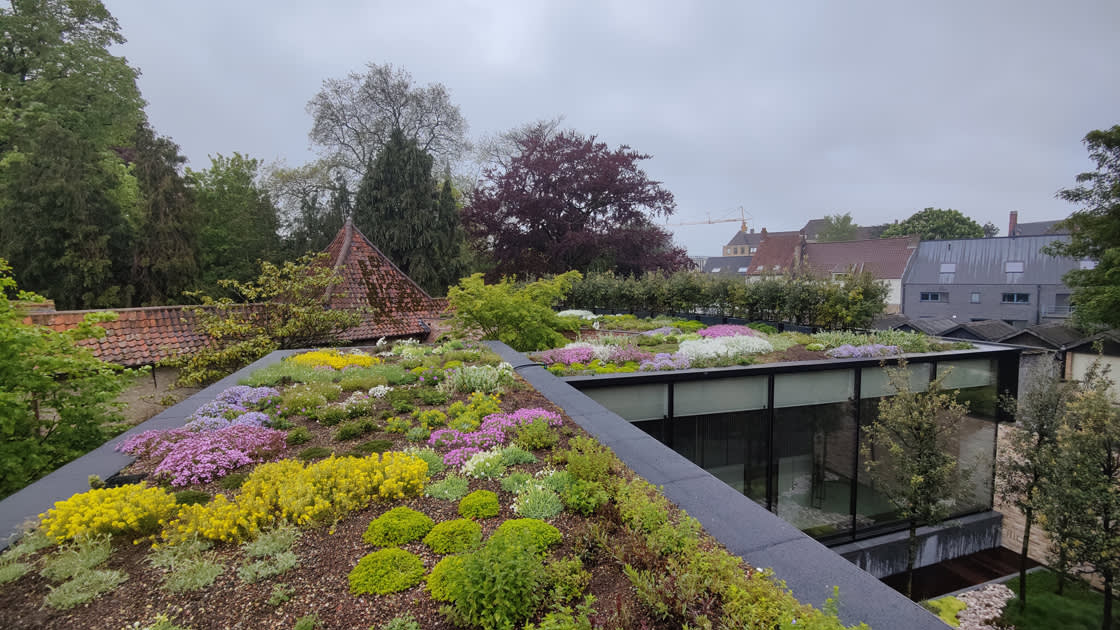 Canopy - Semi intensief groendak vanhee brugge