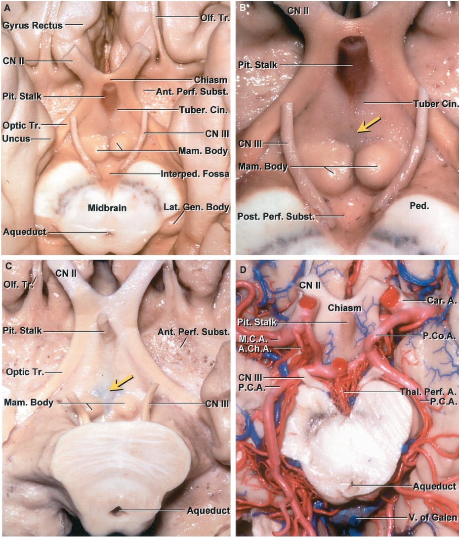third ventricle function