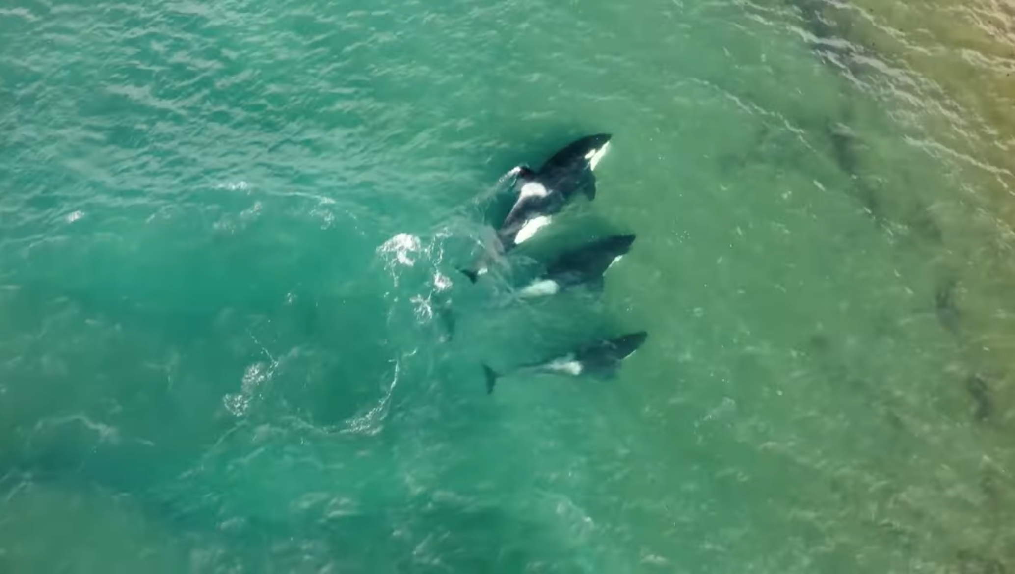 Spinosaurus TLC stealth and lunge ability idea - Path of Titans