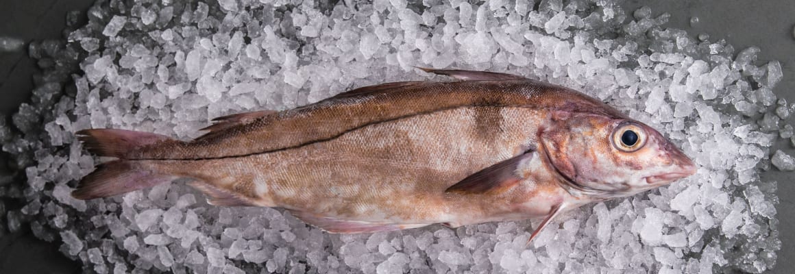 Haddock Sustainable Guide Is Haddock Sustainable In The UK