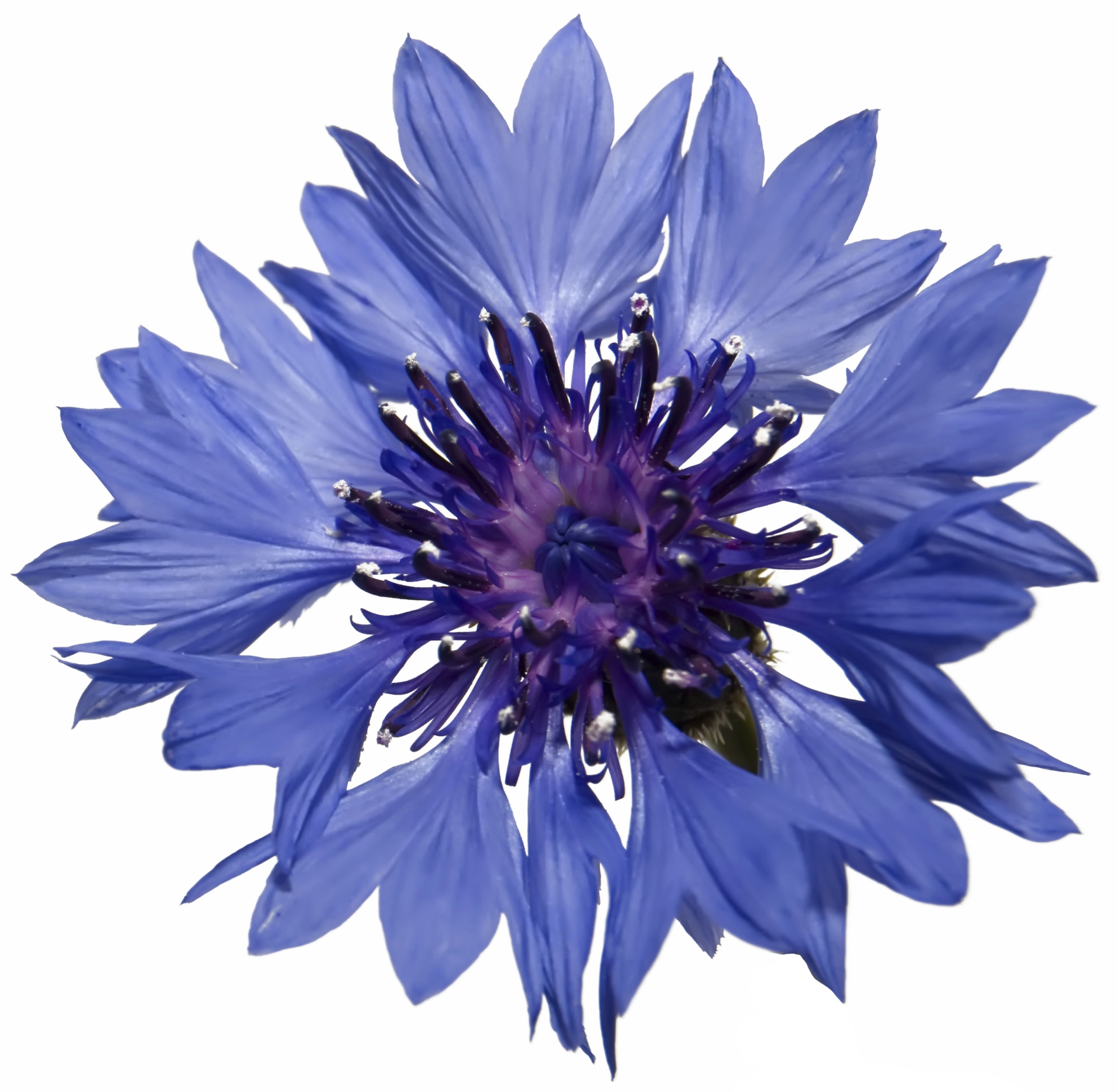 blue-cornflower-petals-lush-fresh-handmade-cosmetics-uk