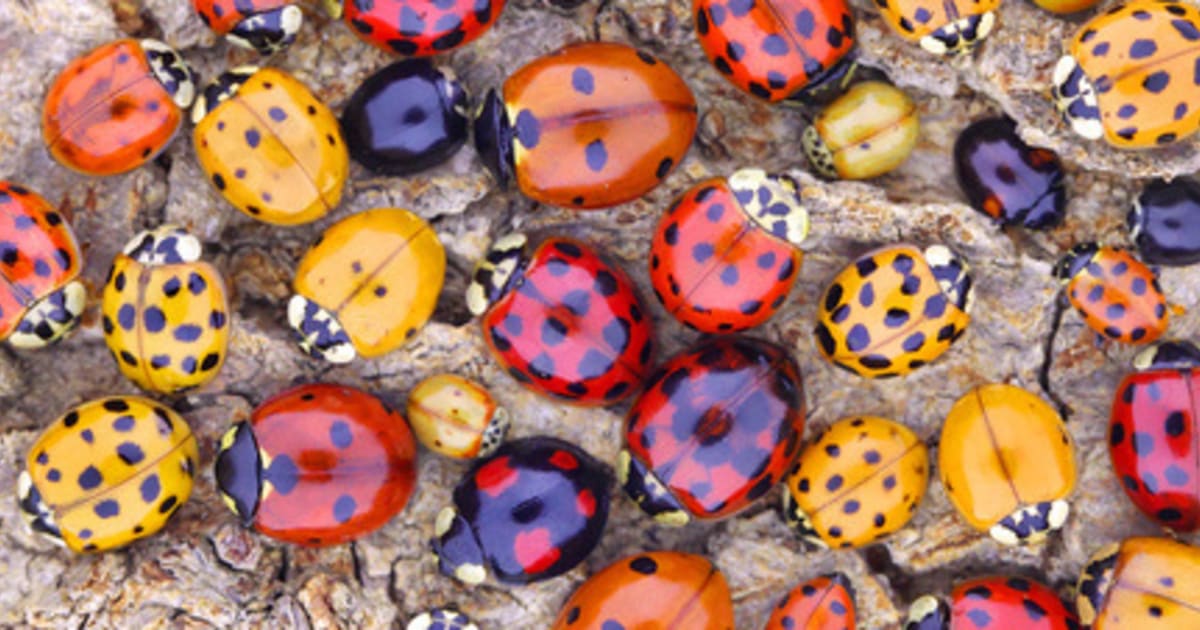 Support Ladybugs - 2023 Bluegrass Autism Walk | PledgeIt for Charities