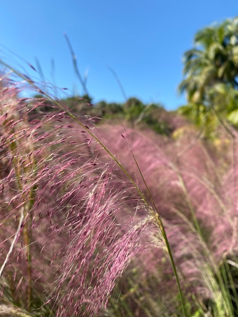 Meet The Natives Muhly Grass Sanibel Captiva Conservation Foundation