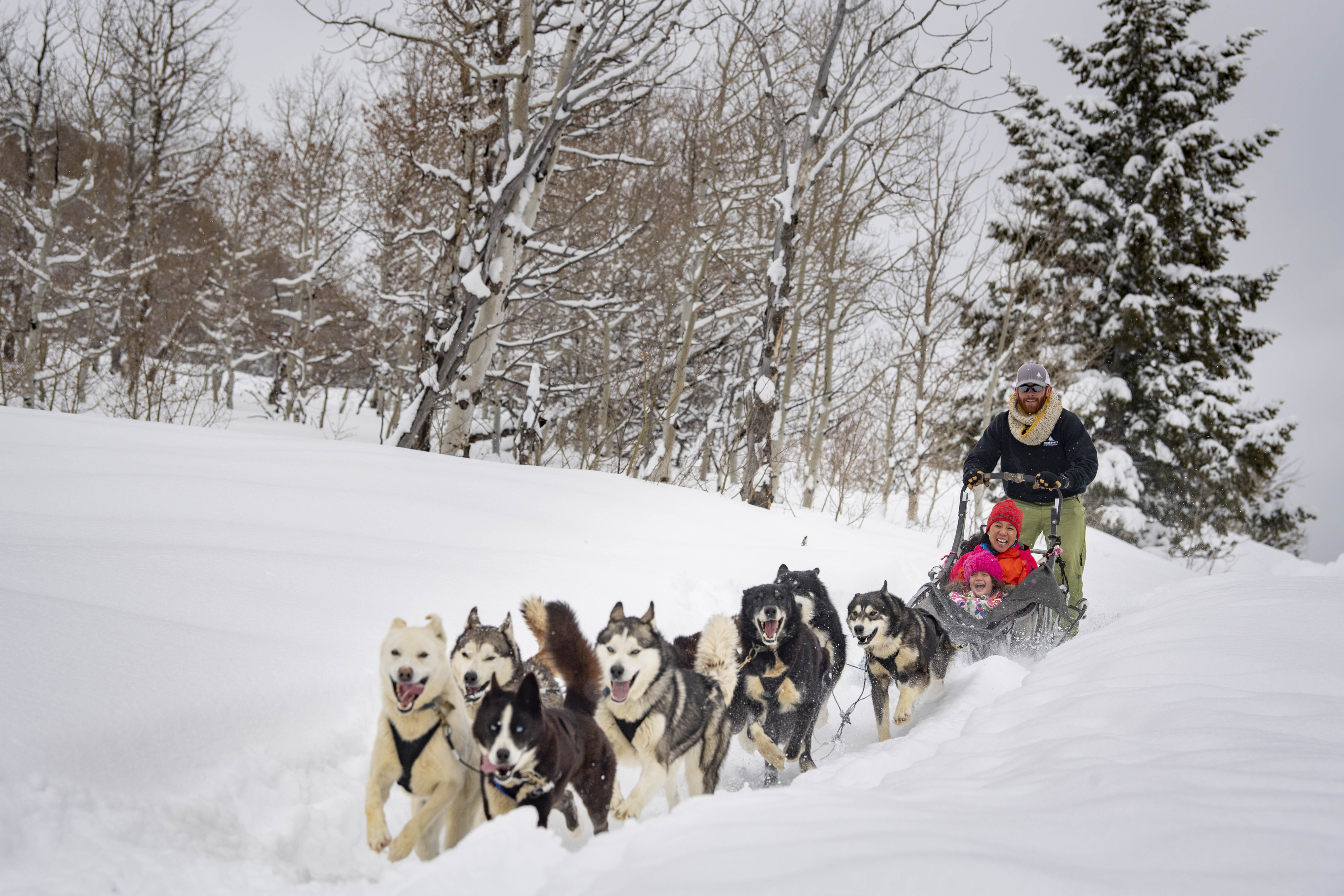 dog sled