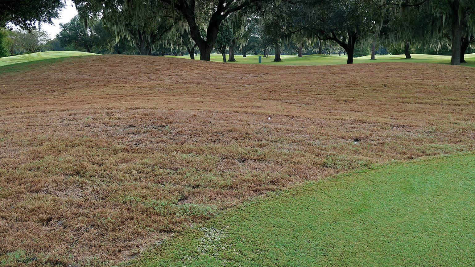 Fall Armyworm Damage Fall Armyworm Damage