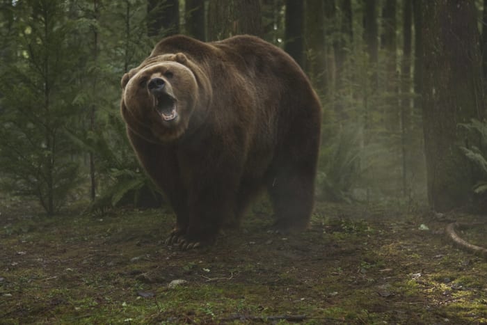 Grizzly violence: 20 of the deadliest bears in movies | Yardbarker