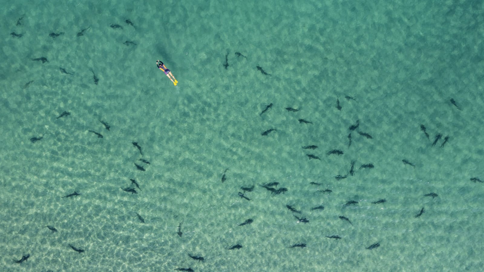 leopard shark attack