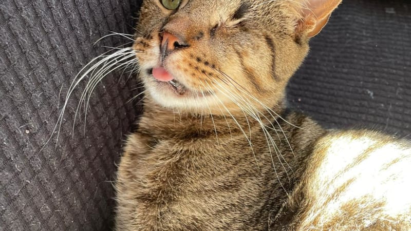 Cagnotte : Retrouver l’œil et ses couille du chat de Léa | Leetchi