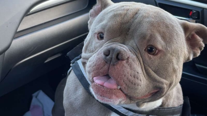 Cagnotte : Thyson atteint de la Leptospirose | Leetchi