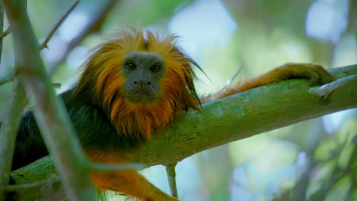 Watch Primates Full Epsiodes Online - SonyLIV