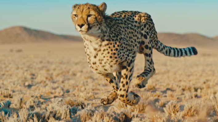 Watch Deadly Predators Episodic Show Online - SonyLIV