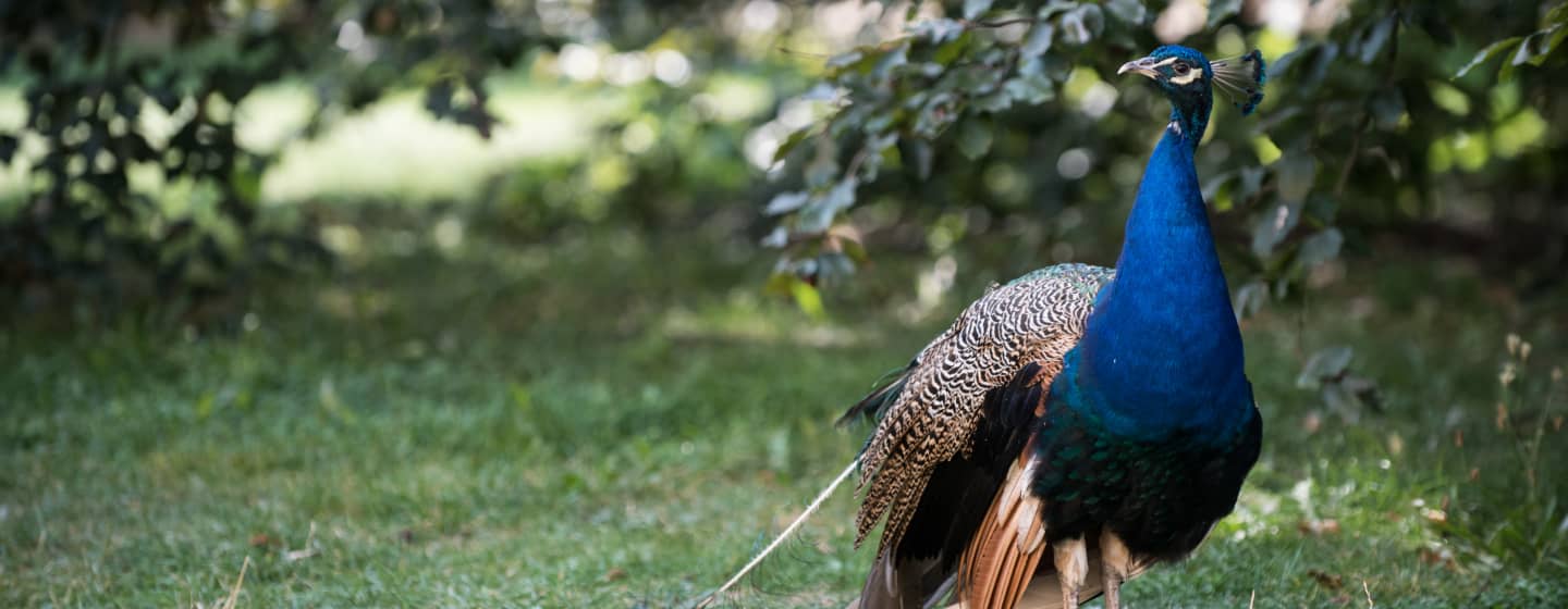 Anglo-American University - Anglo-American University in Prague | Top ...