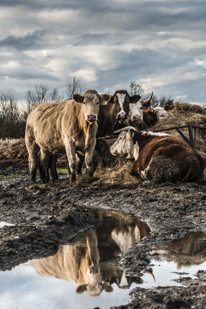 Cows In A Muddy Field Greetings Card Andrew Bert Greaves Photography