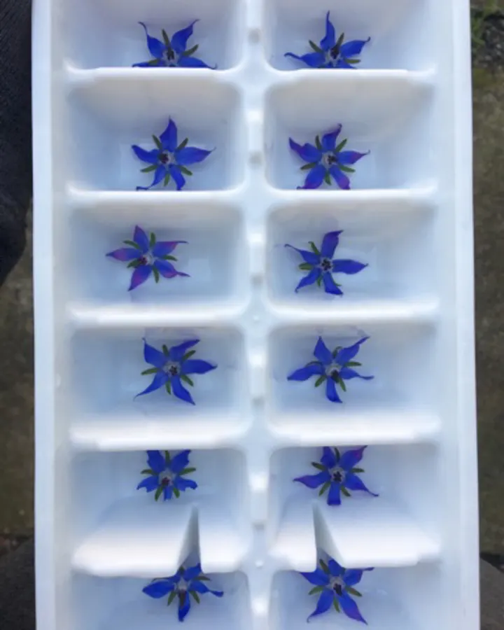 Ruby Kaiser (@lowimpactlifestyle) | abillion