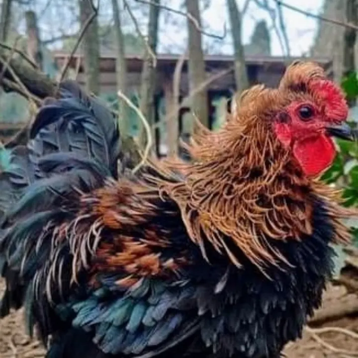 rapa (@rapa) | abillion