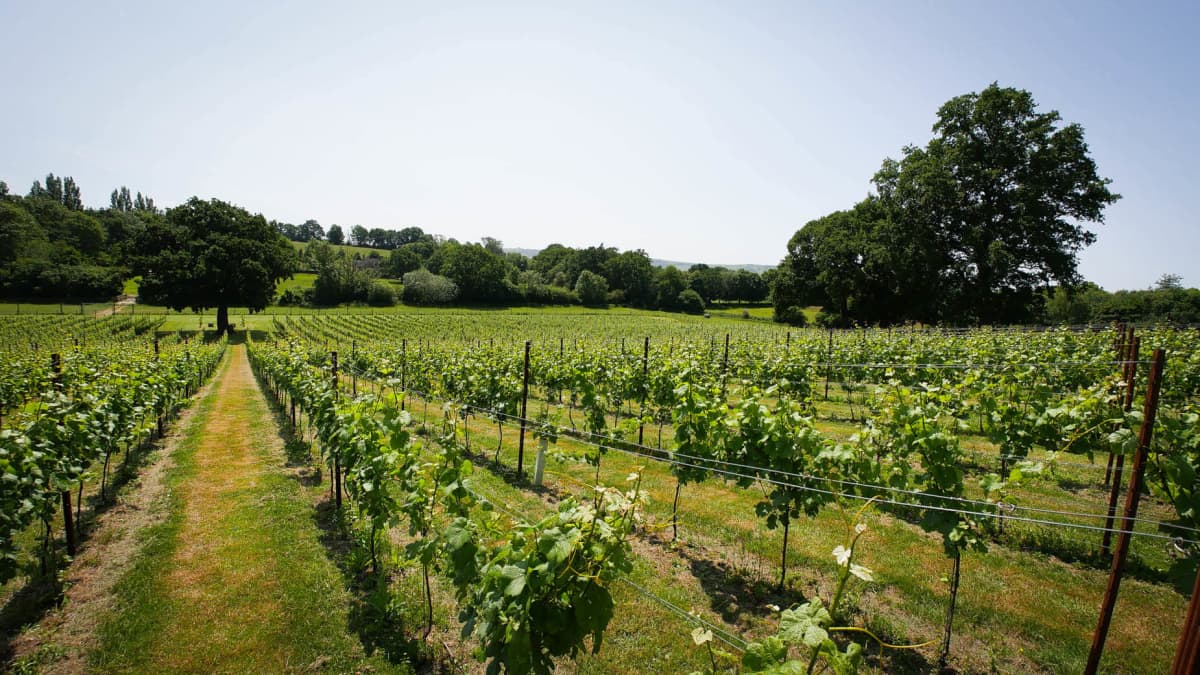 Hidden Verse | Abingworth Vineyard