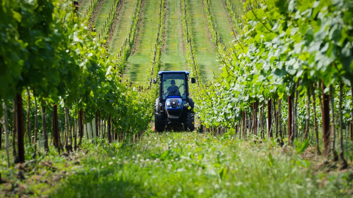 The Vineyard | Abingworth Vineyard