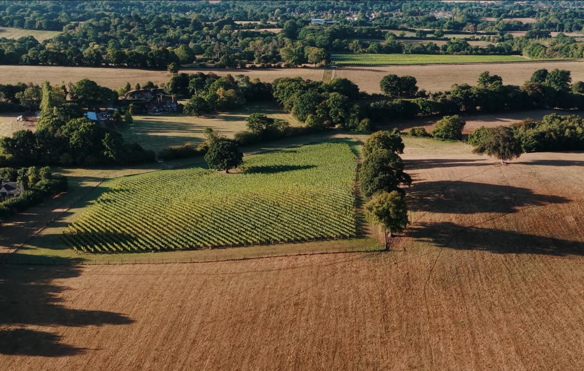 Abingworth from Above | Abingworth Vineyard