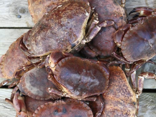 Experience real Norwegian fishing tradition · Bergen Fishing