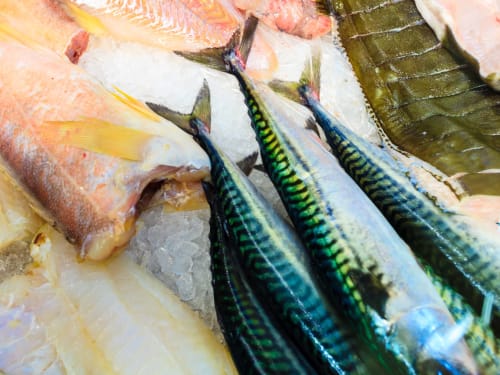 Galleries - Fishing in Norway · Bergen Fishing