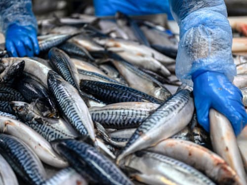 Experience real Norwegian fishing tradition · Bergen Fishing