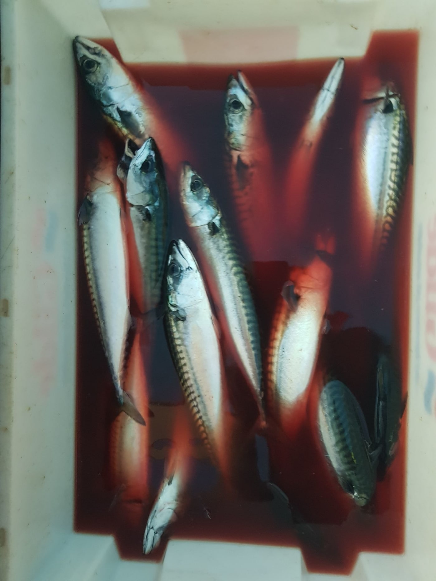 Experience real Norwegian fishing tradition · Bergen Fishing