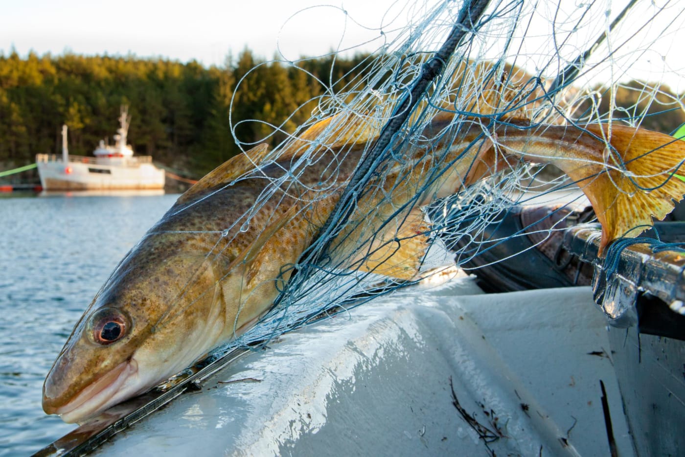 Experience real Norwegian fishing tradition · Bergen Fishing