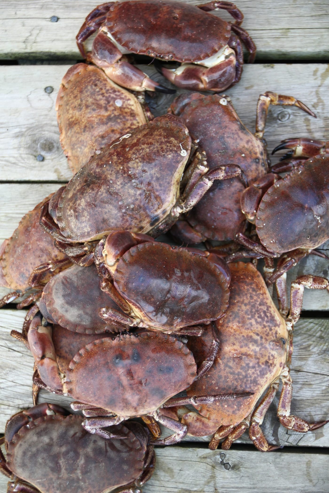 Experience real Norwegian fishing tradition · Bergen Fishing