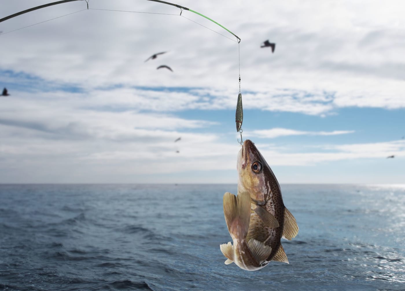 Experience real Norwegian fishing tradition · Bergen Fishing