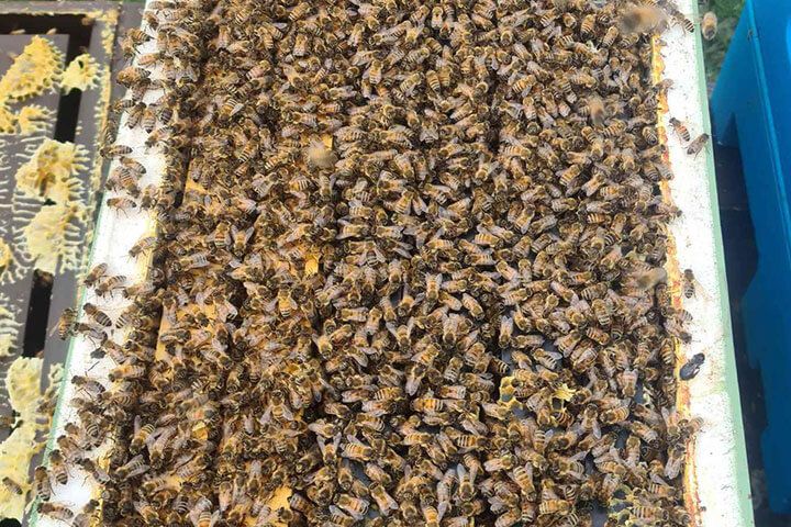 Half Day Beekeeping Experience For Two at More Bees Please | AS.com