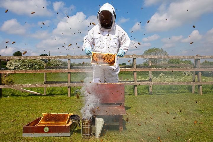 Half Day Beekeeping Experience For Two at More Bees Please | AS.com