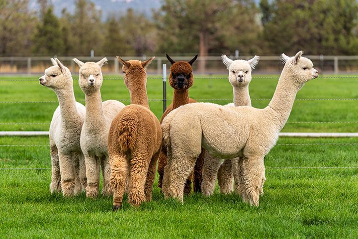 Alpaca Walk for a Family of Four | Activity Superstore