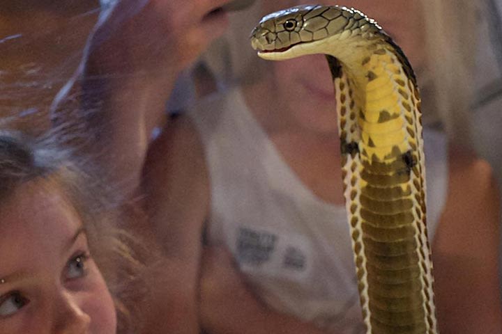 Venomous Snake Show | Activity Superstore