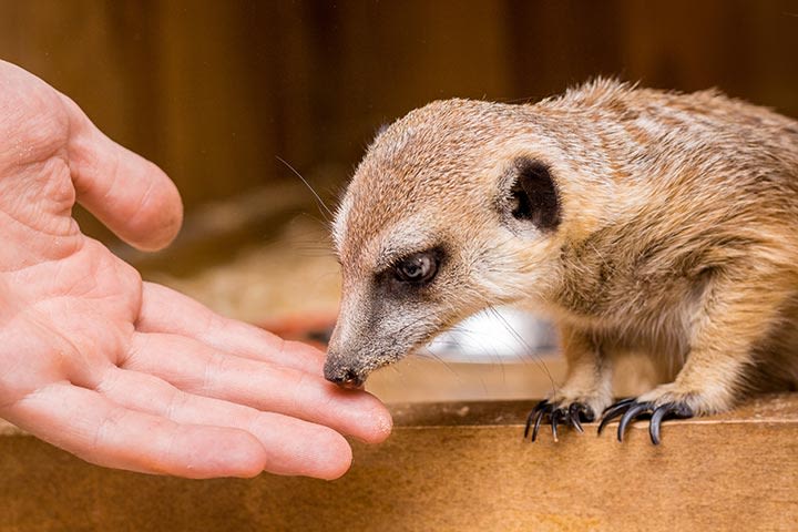 meerkats feeding