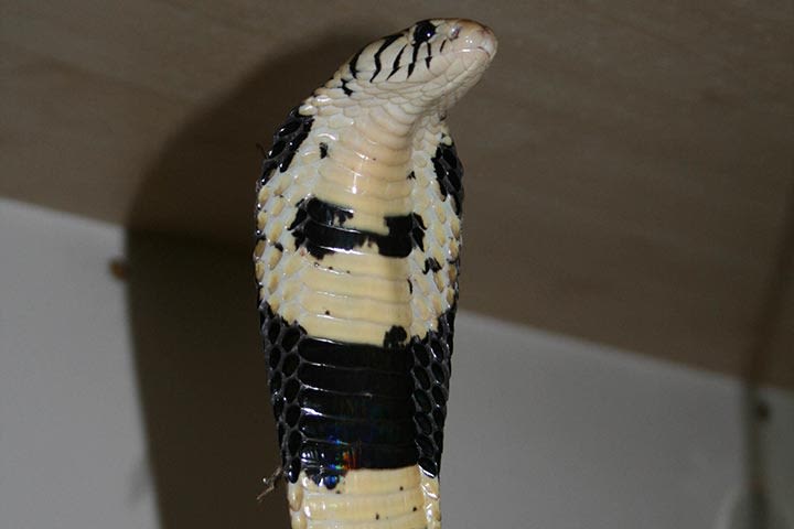 Venomous Snake Tour | Activity Superstore