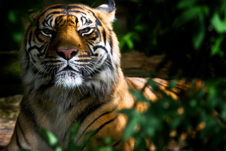 Family Entrance to Dudley Zoo | Activity Superstore