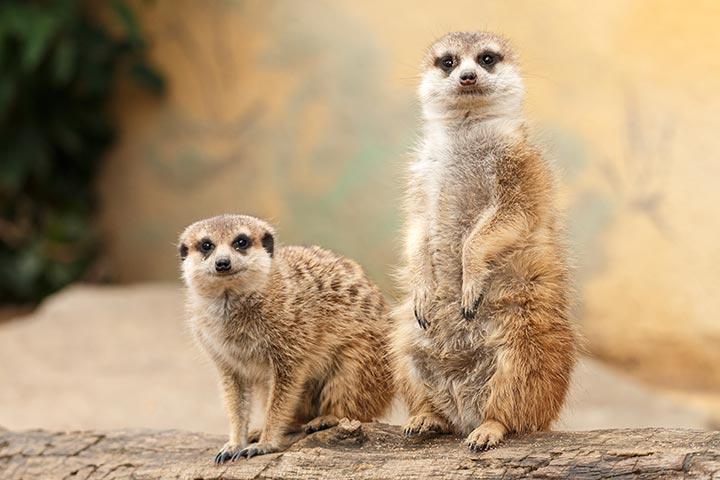 Meet the Meerkats for Two | Activity Superstore