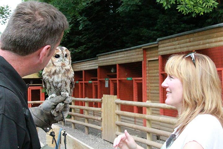 Hawksflight Falconry Birds of Prey Experience | Activity Superstore