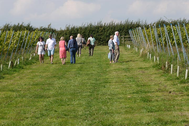 Vineyard Tour & Lunch | Activity Superstore