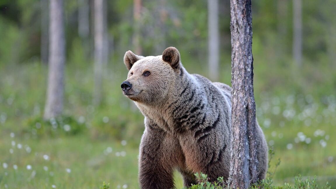 Wildpark Poing, Poing: Infos, Preise und mehr | ADAC Maps